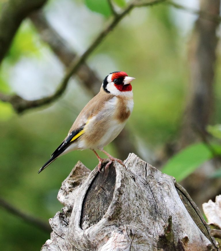 Inicio - El Valle de Machucón