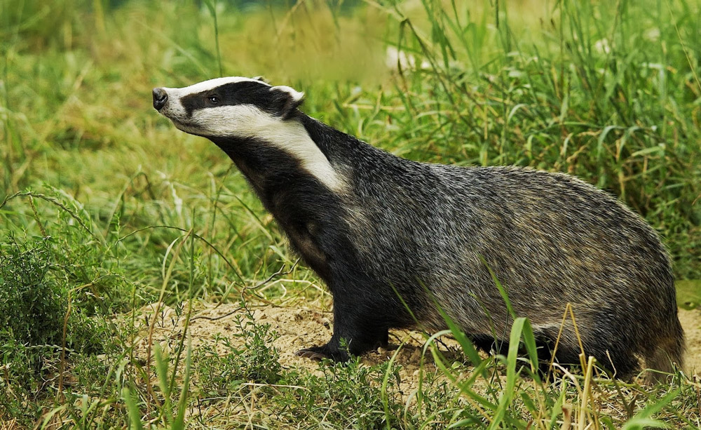 Tejón salvaje | El Valle de Machucón - Granja Ecológica
